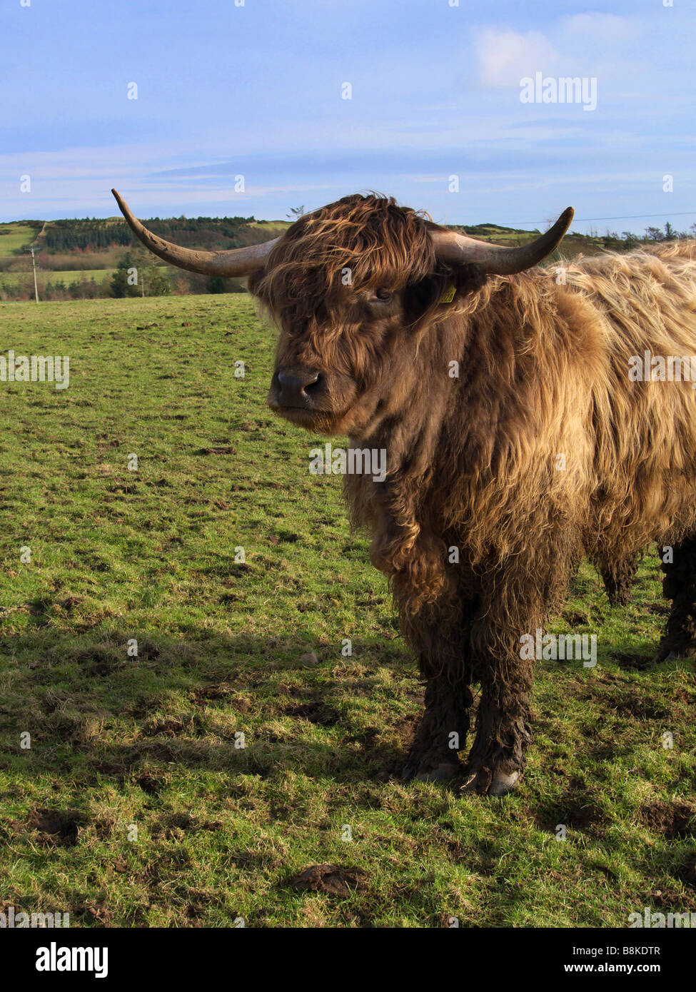 Bull highland cow winter hi-res stock photography and images - Alamy