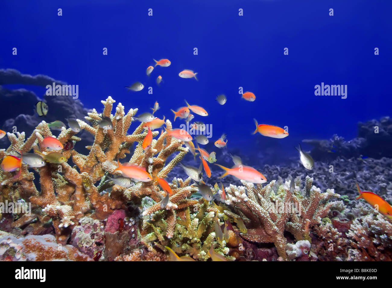 Diving with fishes hi-res stock photography and images - Alamy