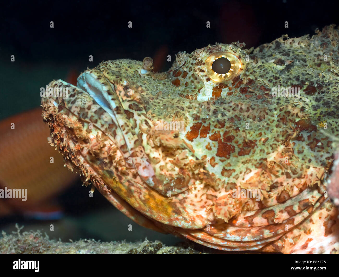 Scorpionfish on the bottom underwater Borneo island Stock Photo - Alamy