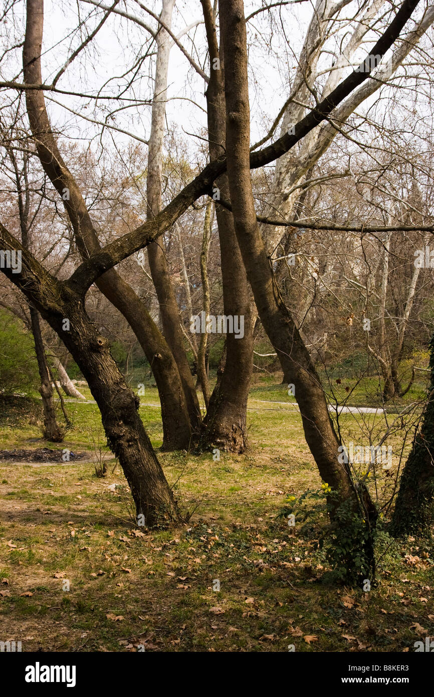 Balkans Bulgaria Sandanski park in springtime Park Trees Stock Photo ...