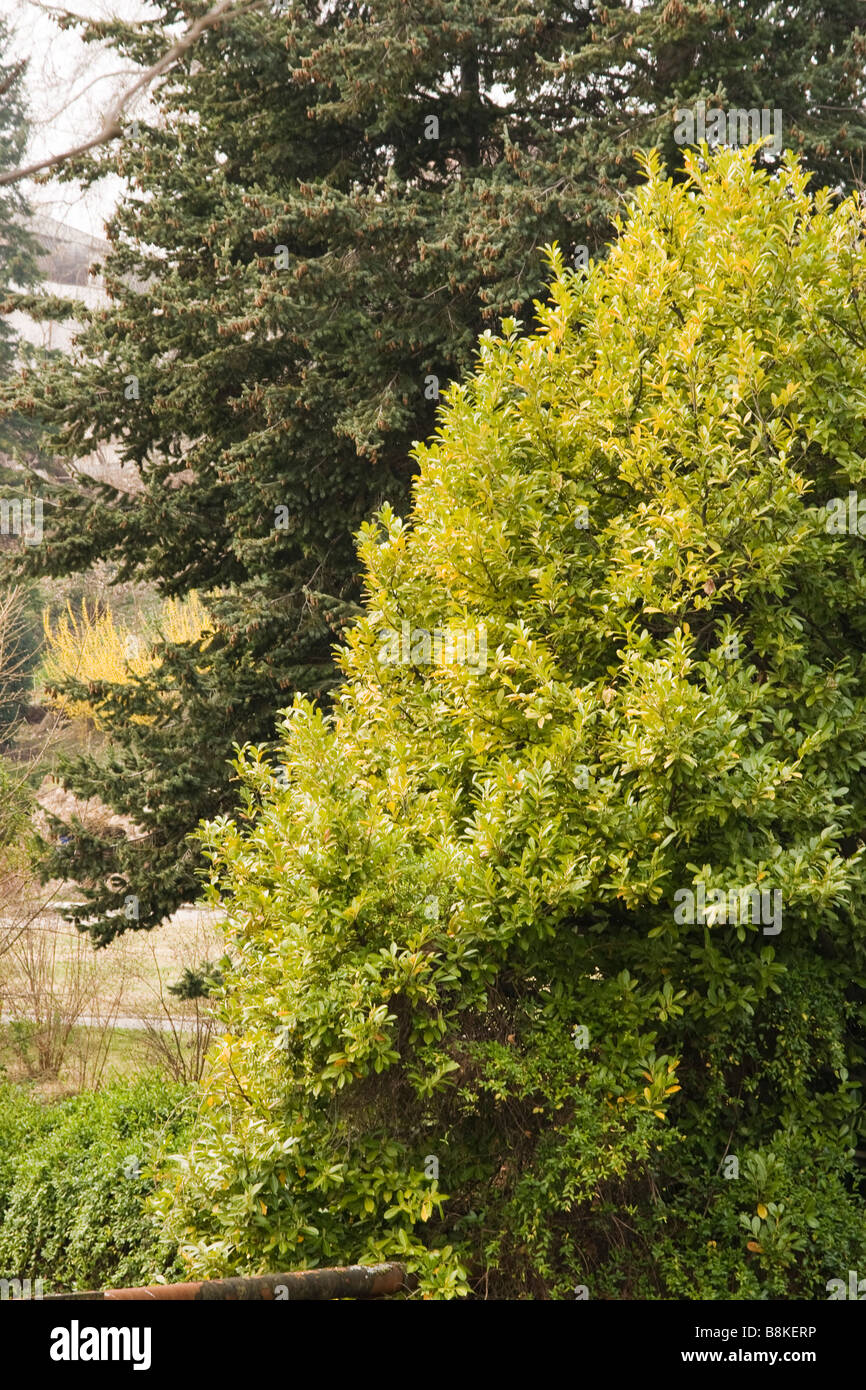 Sandanski park in springtime, Balkans Bulgaria Stock Photo - Alamy