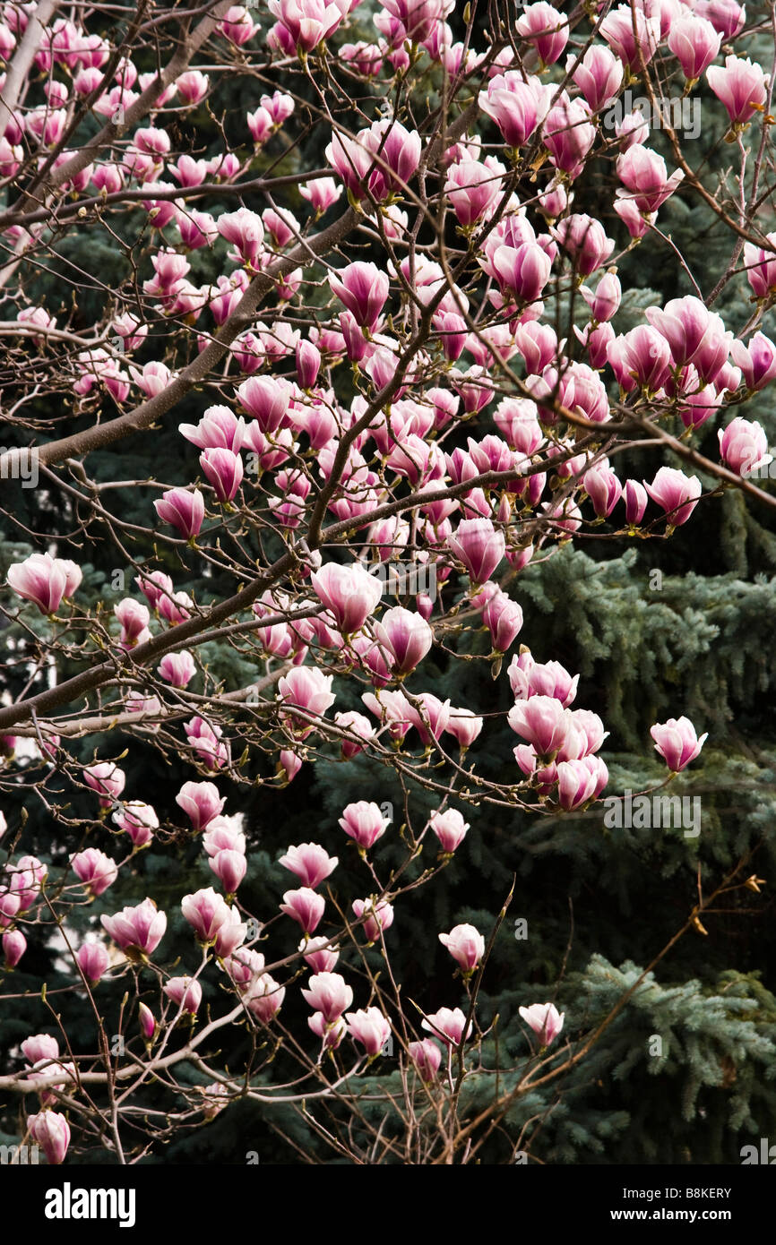 Sandanski park in springtime, Park landscape, Magnolia tree abloom ...