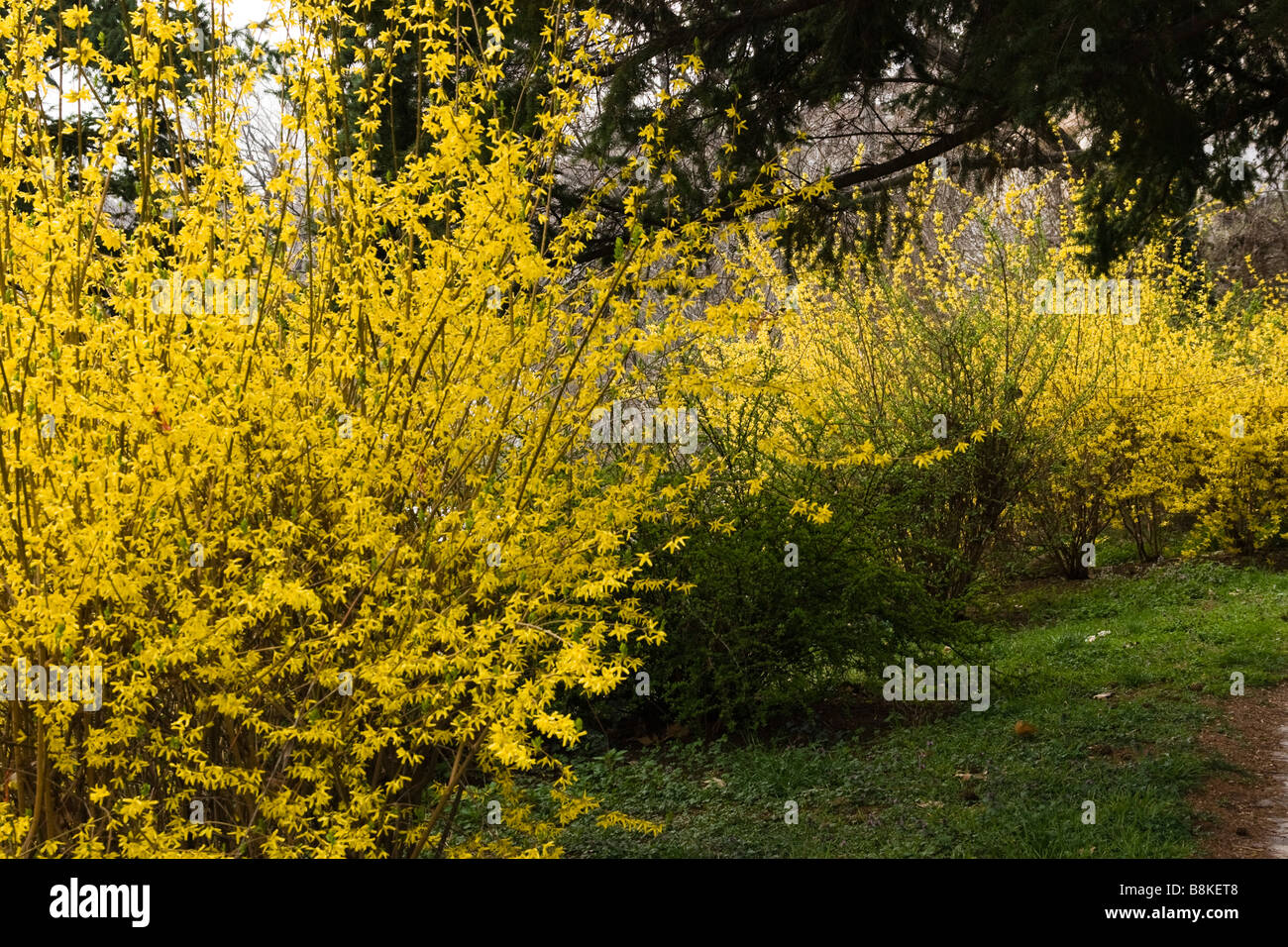 Balkans Bulgaria Sandanski park in springtime blooming shrub landscape ...