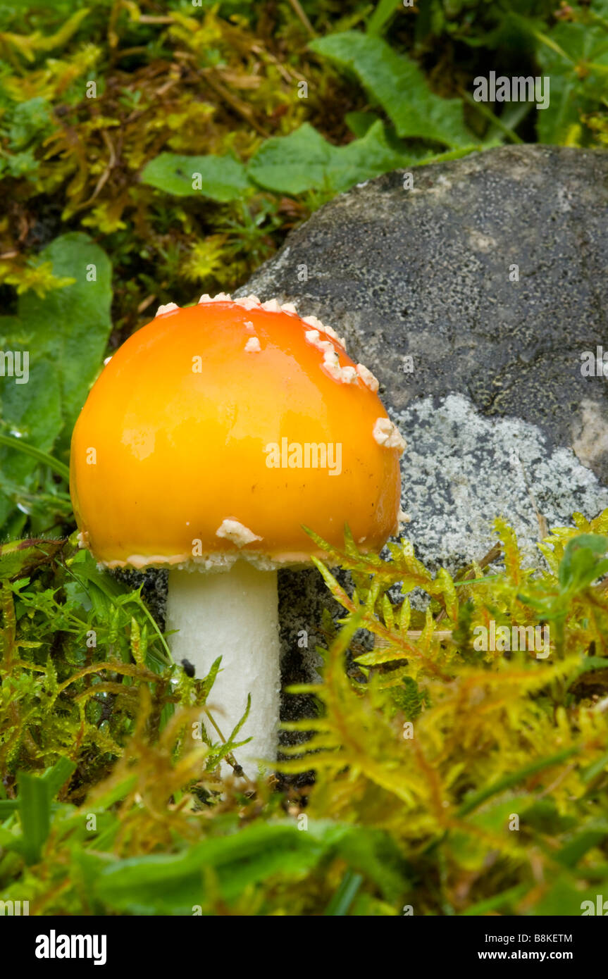 Single toadstool in vegetation hi-res stock photography and images - Alamy