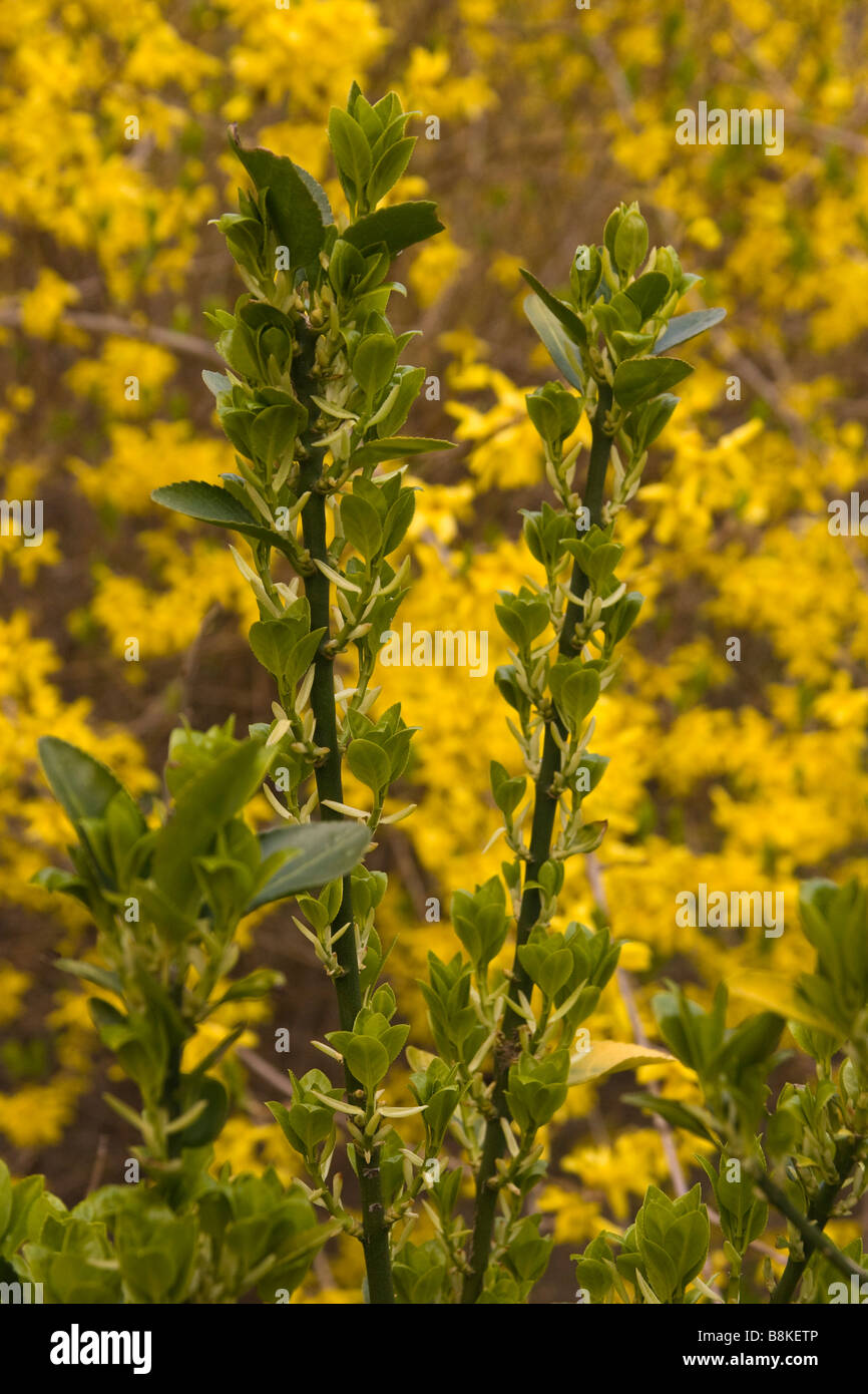 Springtime landscape, Sandanski town park, Balkans, Bulgaria Stock ...