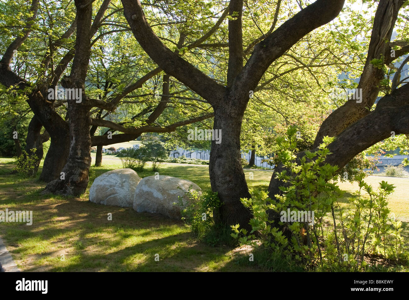 Park in springtime, curved trees, Sandanski town, well-known mineral ...