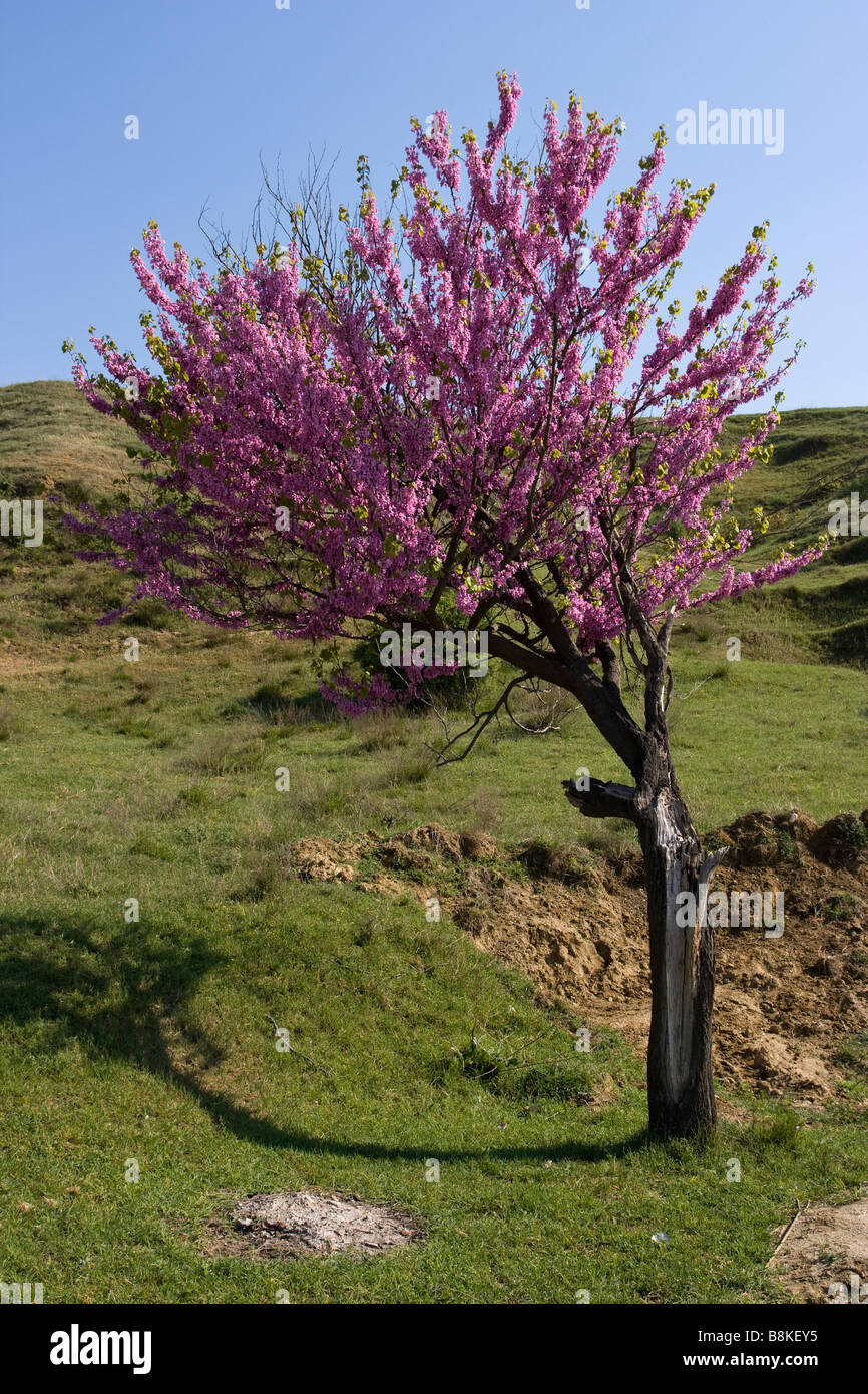 Peach tree hi-res stock photography and images - Alamy