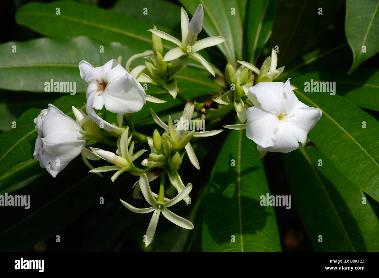 Manghas tree hi-res stock photography and images - Alamy