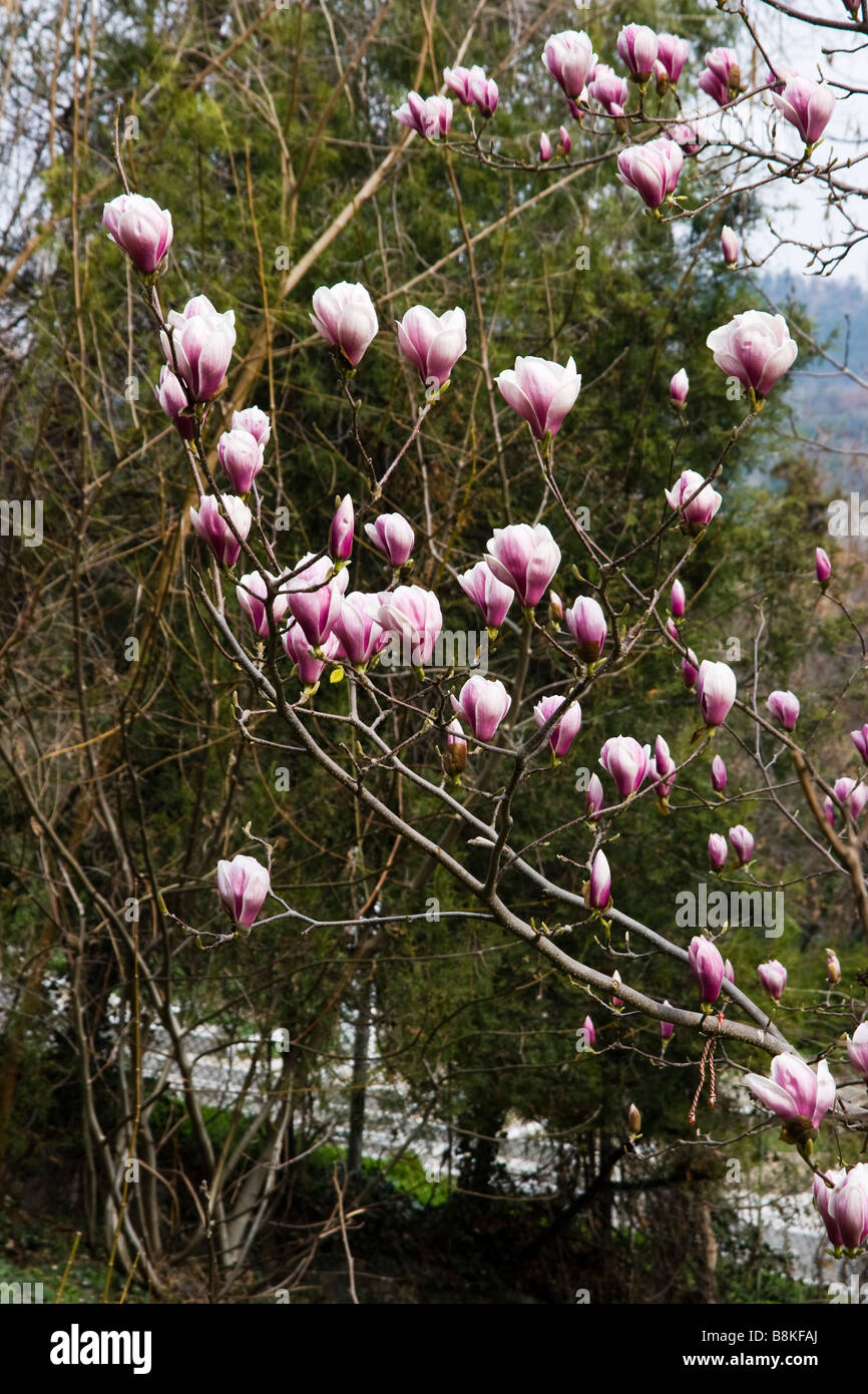 Sandanski park in springtime, Park landscape, Magnolia tree abloom ...