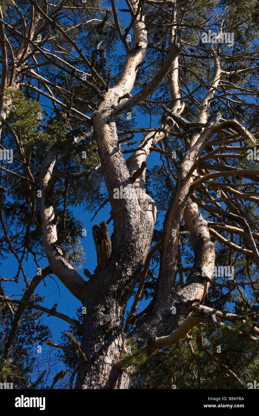 Tangled pine trees, springtime landscape, Sandanski town park, Balkans ...