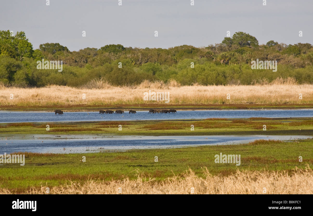 Florida wild pig hi-res stock photography and images - Alamy