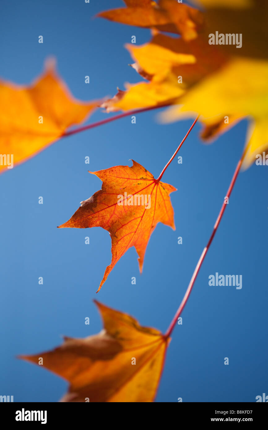 Norway maple colourful leaves hi-res stock photography and images - Alamy