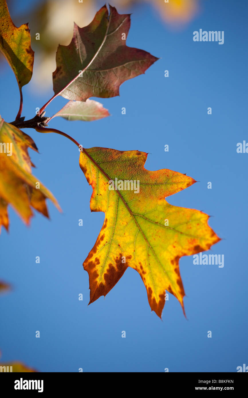 Blue oak leaf hi-res stock photography and images - Alamy