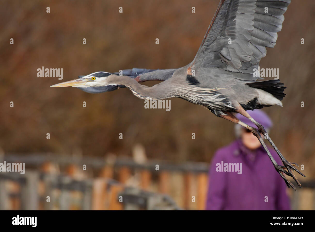 Great blue heron taking flight Victoria British Columbia Canada Stock ...