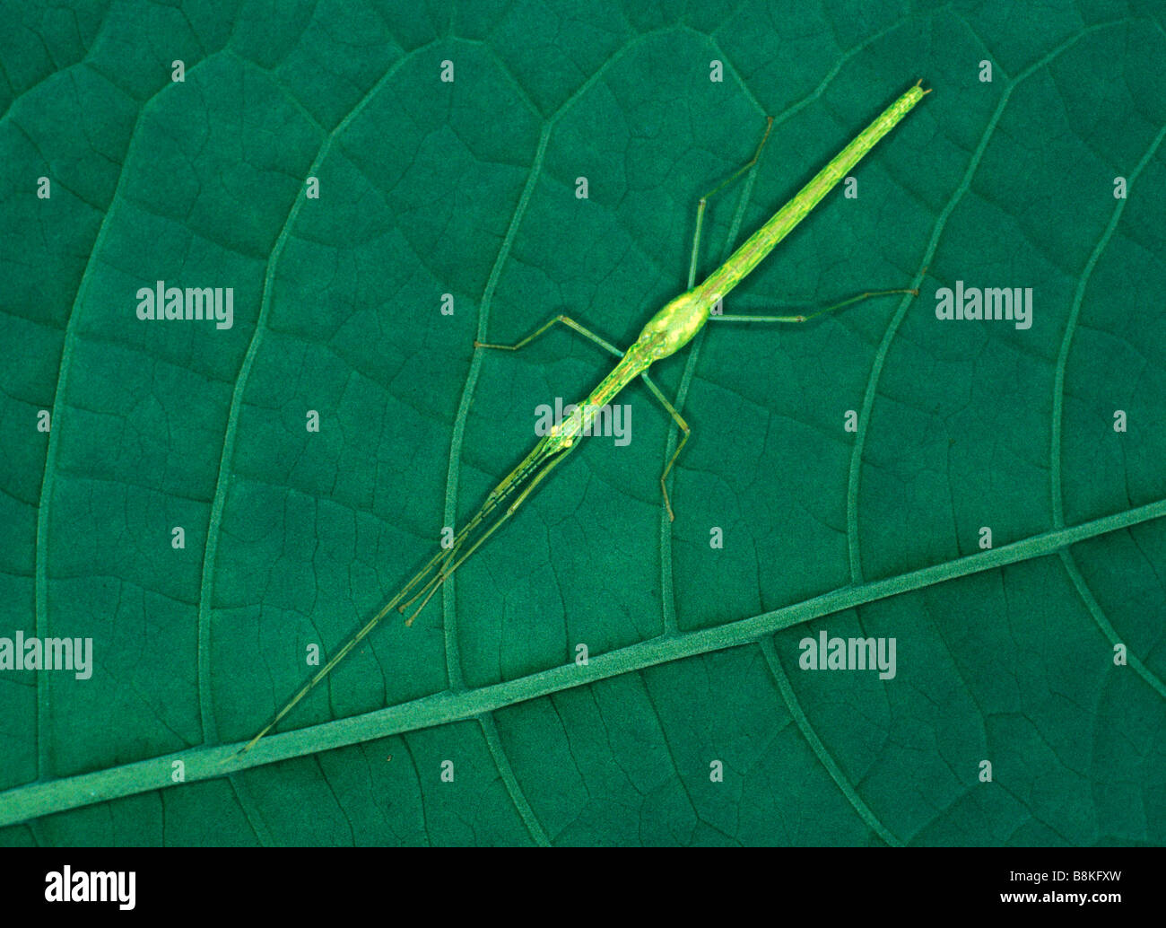 Phasmida High Resolution Stock Photography and Images - Alamy