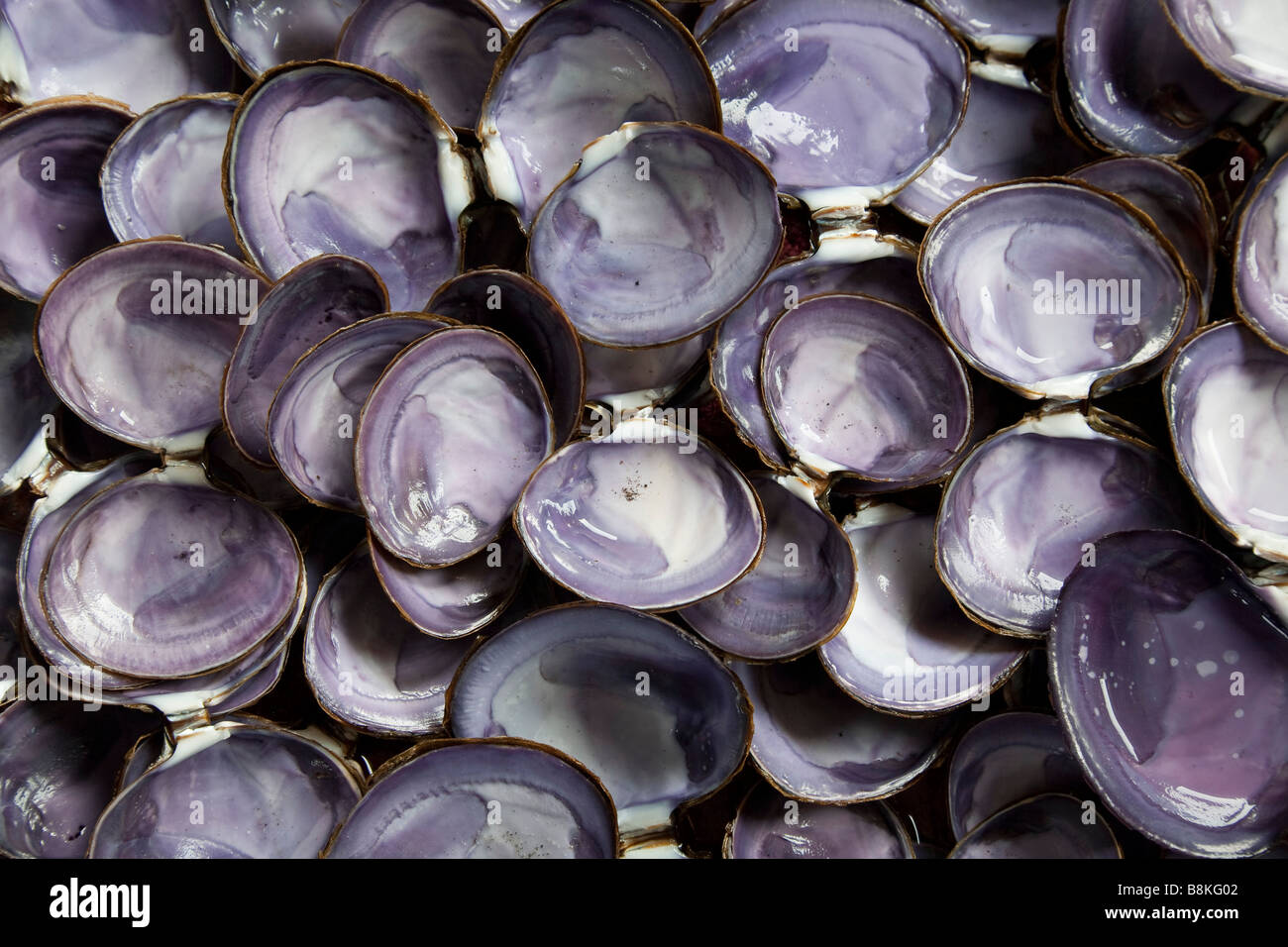 Clam shells hi-res stock photography and images - Alamy