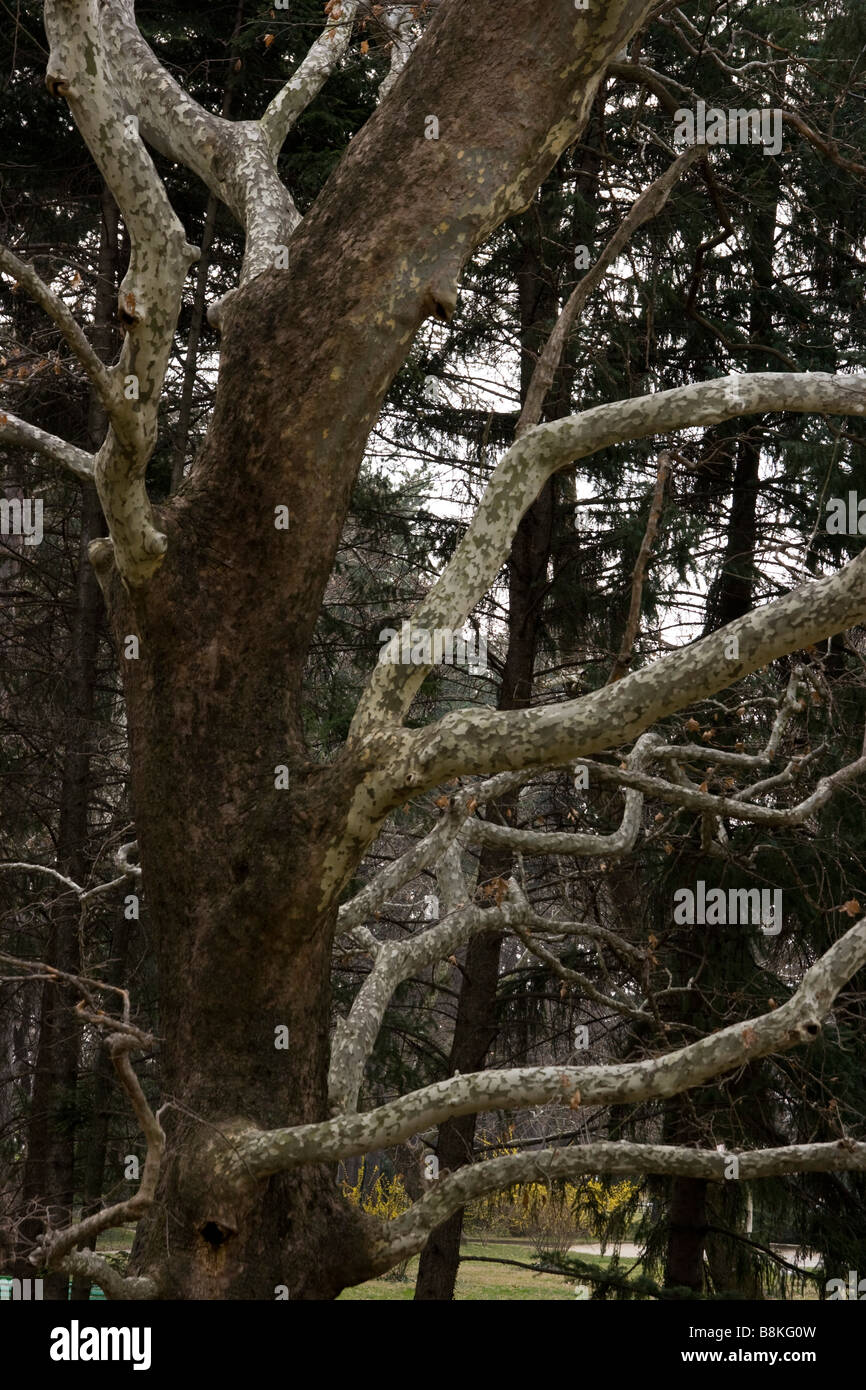 Gnarled tree, strange nature, Sandanski town park in springtime ...