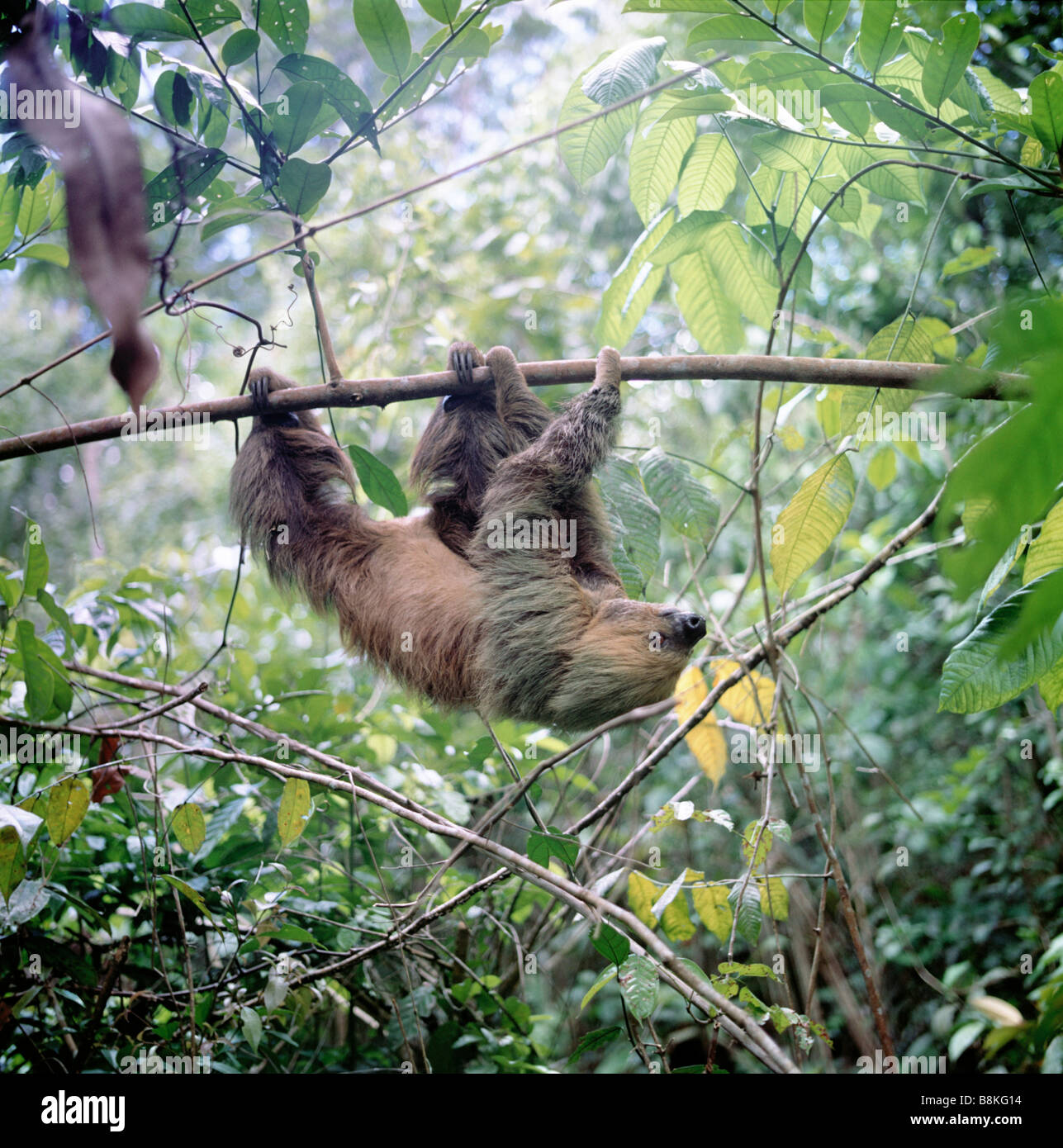 Two toed sloth Choloepus didactylus upper Amazon Colombia Stock Photo ...