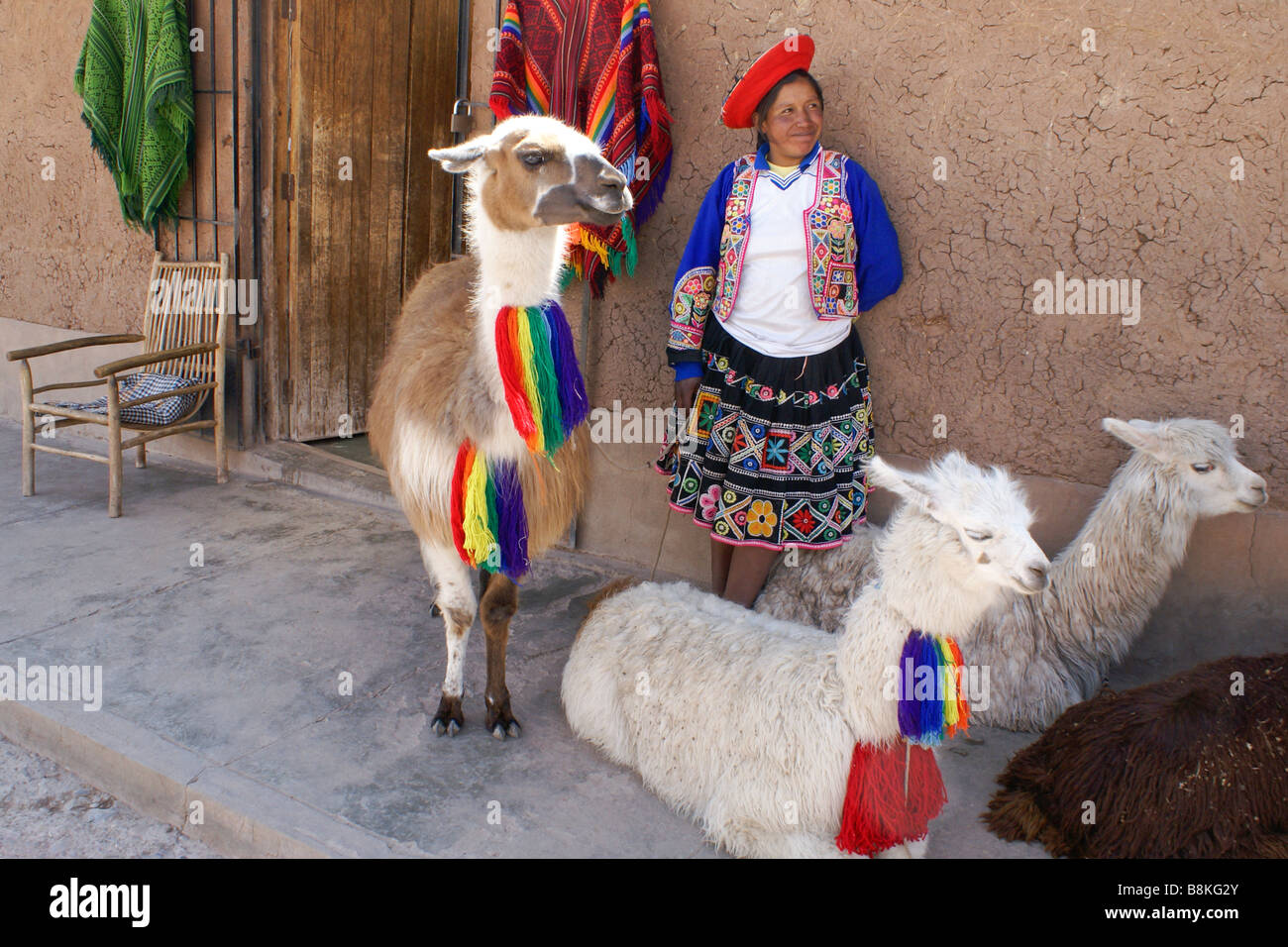 Quechua Indian woman with llama and alpacas, Cuzco, Peru Stock Photo ...