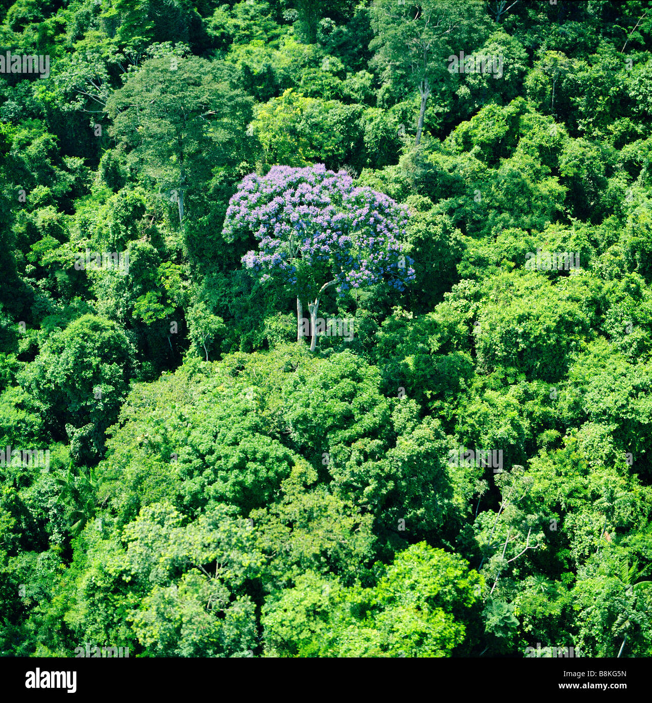 Jacaranda tree in the Amazon rainforest Aerial Stock Photo - Alamy