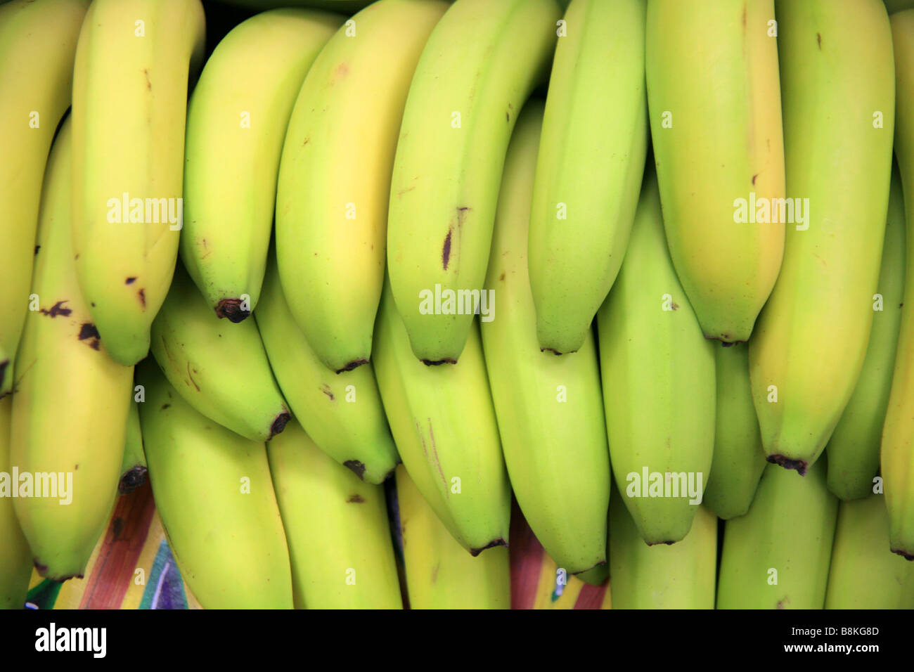 Bunches of half-ripe bananas Stock Photo - Alamy