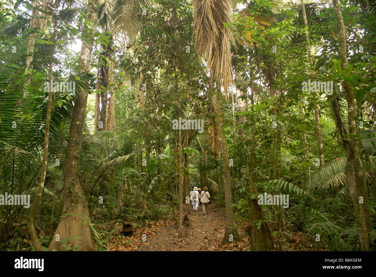 Hiking in the rain forest of Manu National Park, Peru Stock Photo - Alamy