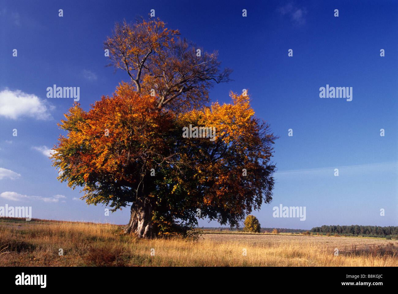 lonely old beech Stock Photo - Alamy