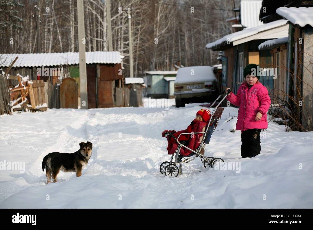 Altai Dog High Resolution Stock Photography and Images - Alamy