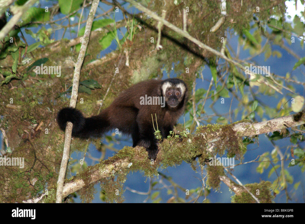 Capuchin monkey hi-res stock photography and images - Alamy