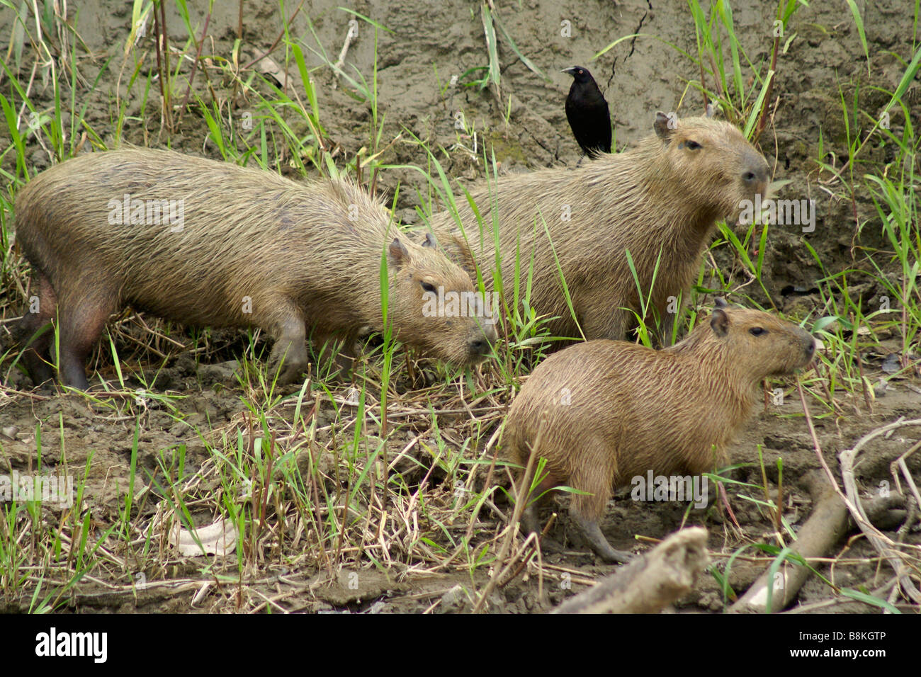 Family of capybaras on bank of Lower Madre de Dios River, Manu National ...