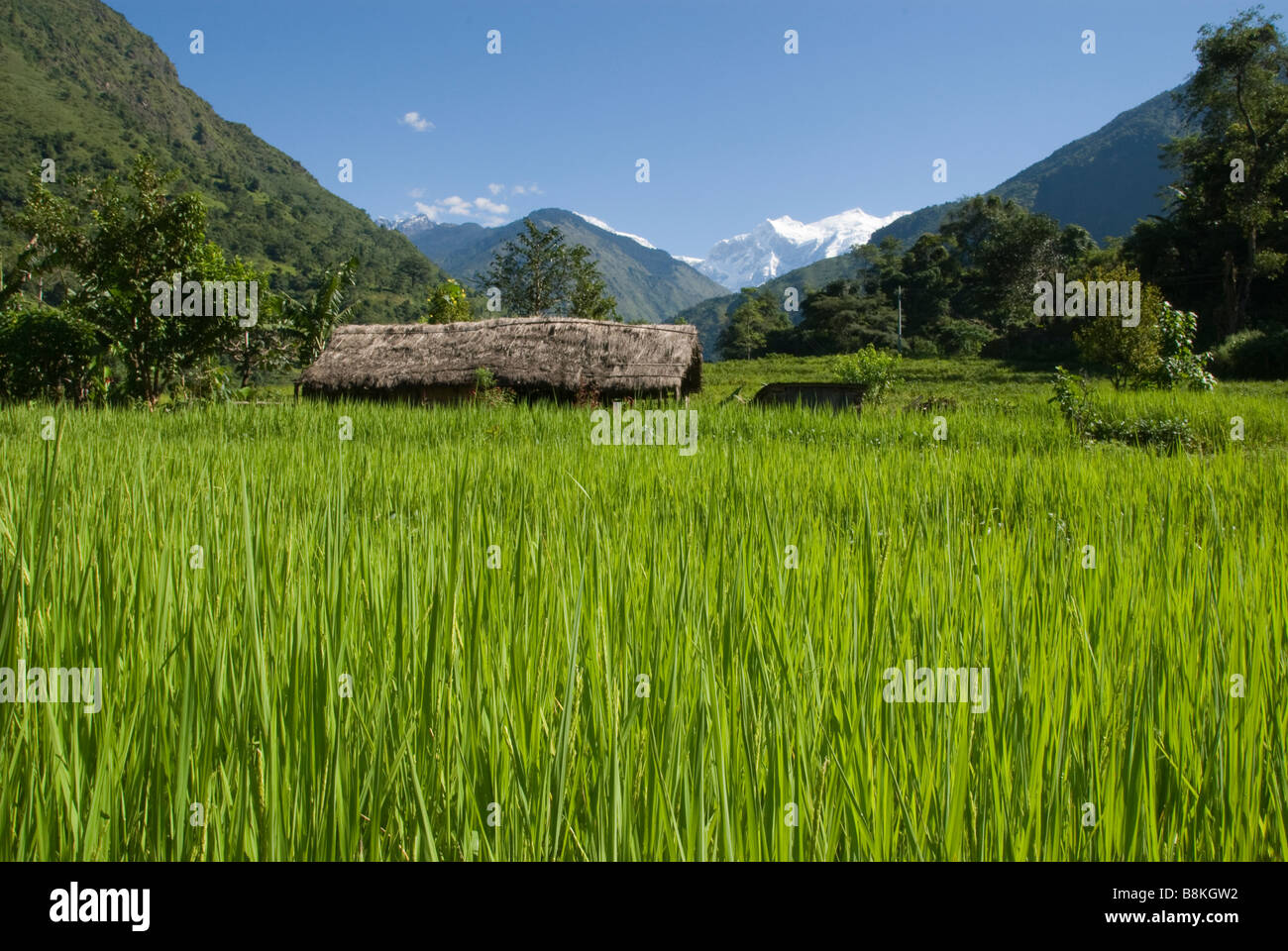 Green Rice field and farm house in Annapurna region, Nepal Stock Photo ...