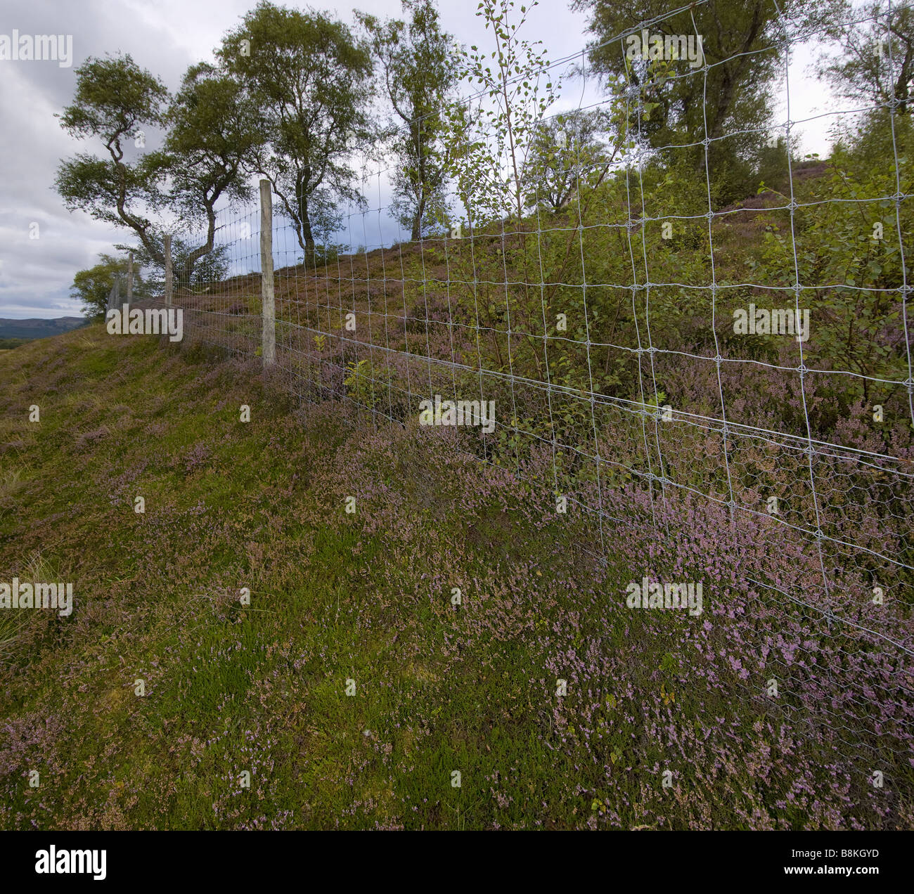 A deer fence in the Scottish Highlands, illustrating the effects of ...