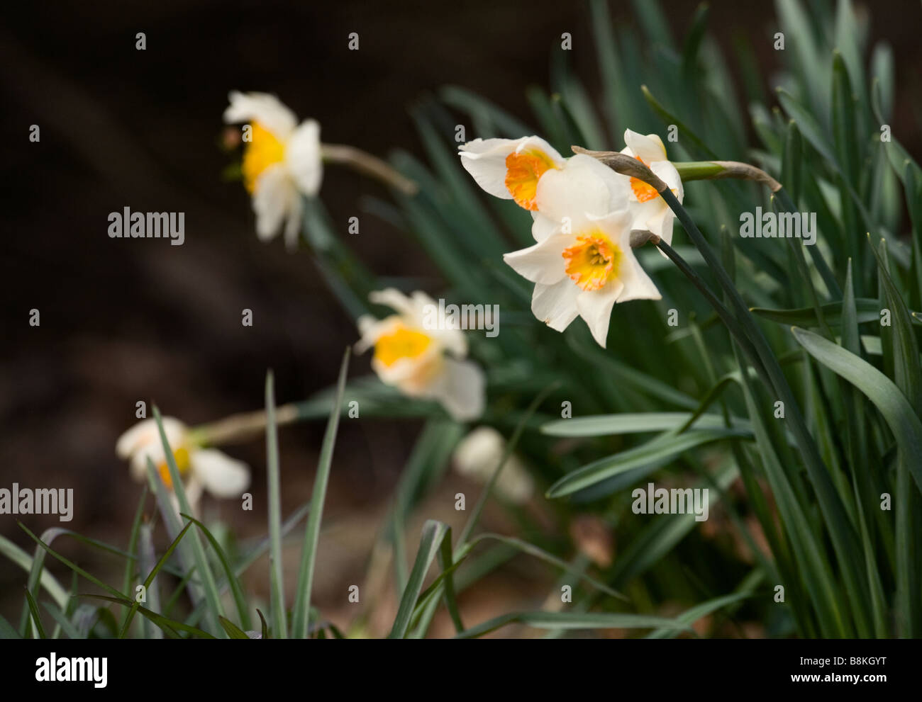 Flowering weeds blooming early, announcing the arrival of spring Stock ...