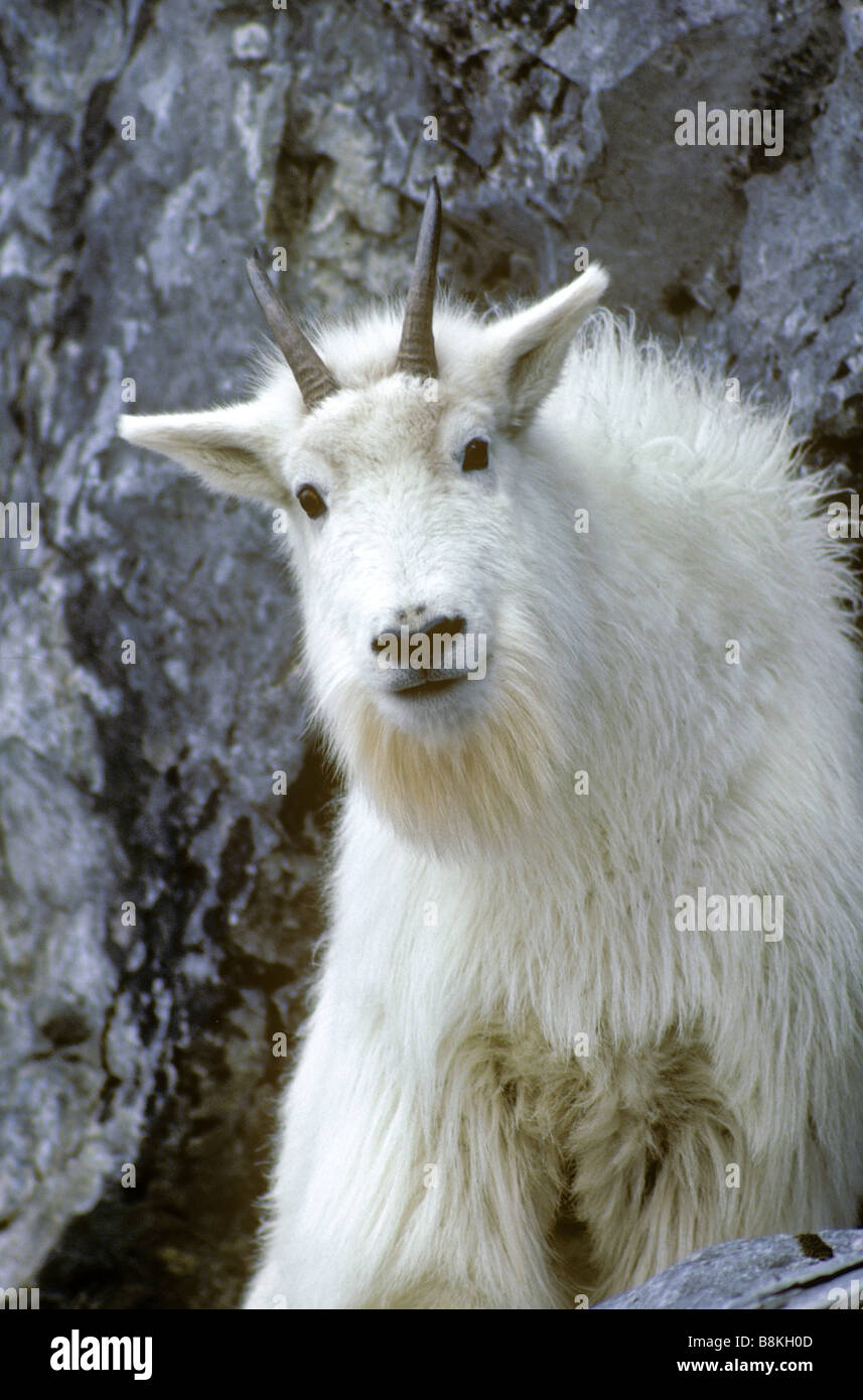 Mountain goat cliff edge hi-res stock photography and images - Alamy