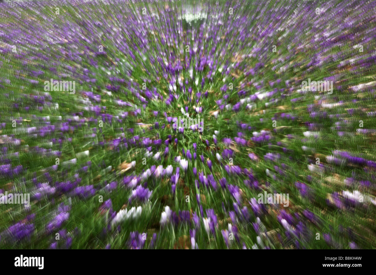 Mixed snowdrops hi-res stock photography and images - Alamy