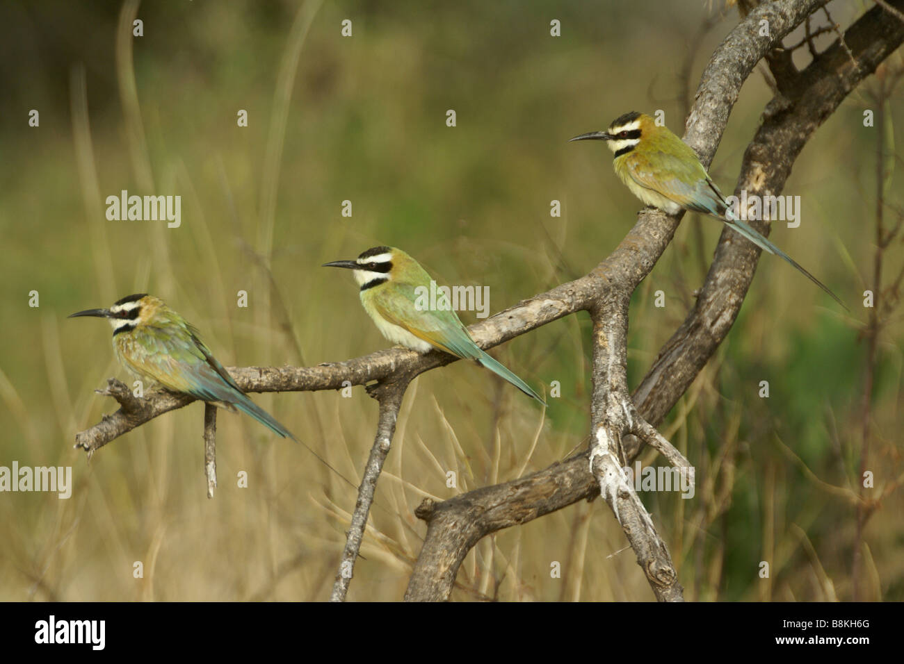 White-throated bee-eaters sitting on branch, Samburu, Kenya Stock Photo - Alamy