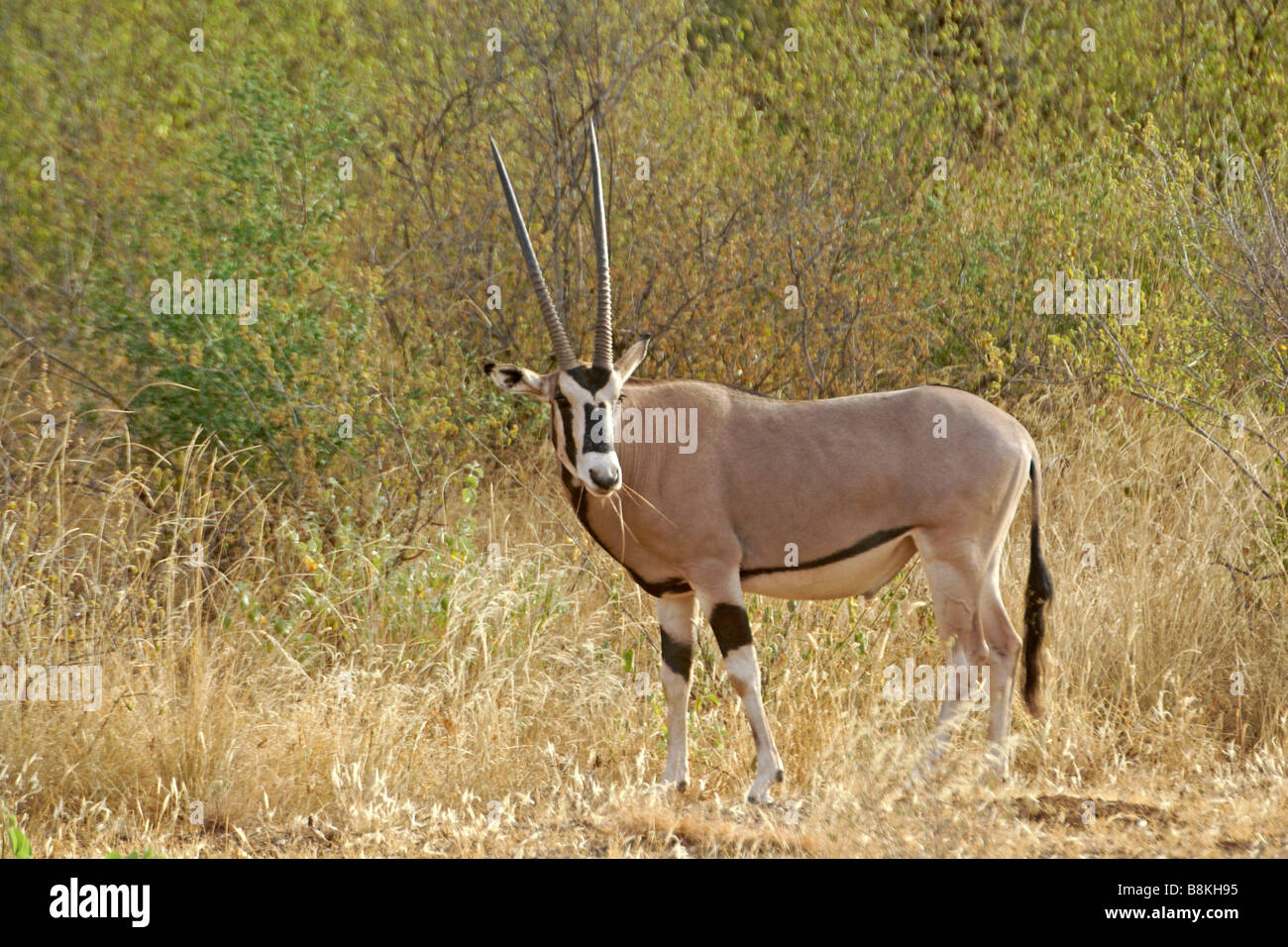 East African oryx (common beisa oryx) grazing, Samburu, Kenya Stock ...