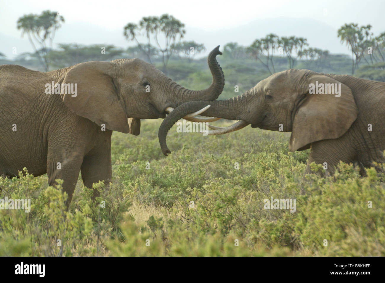 Greeting one another hi-res stock photography and images - Alamy