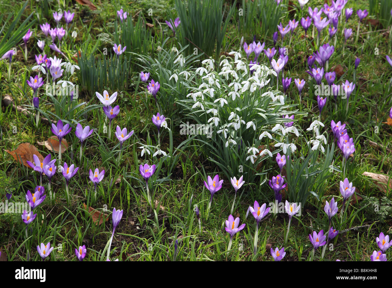 Close up of mauve Crocus & Snowdrops (Galanthus) growing in a lawn ...