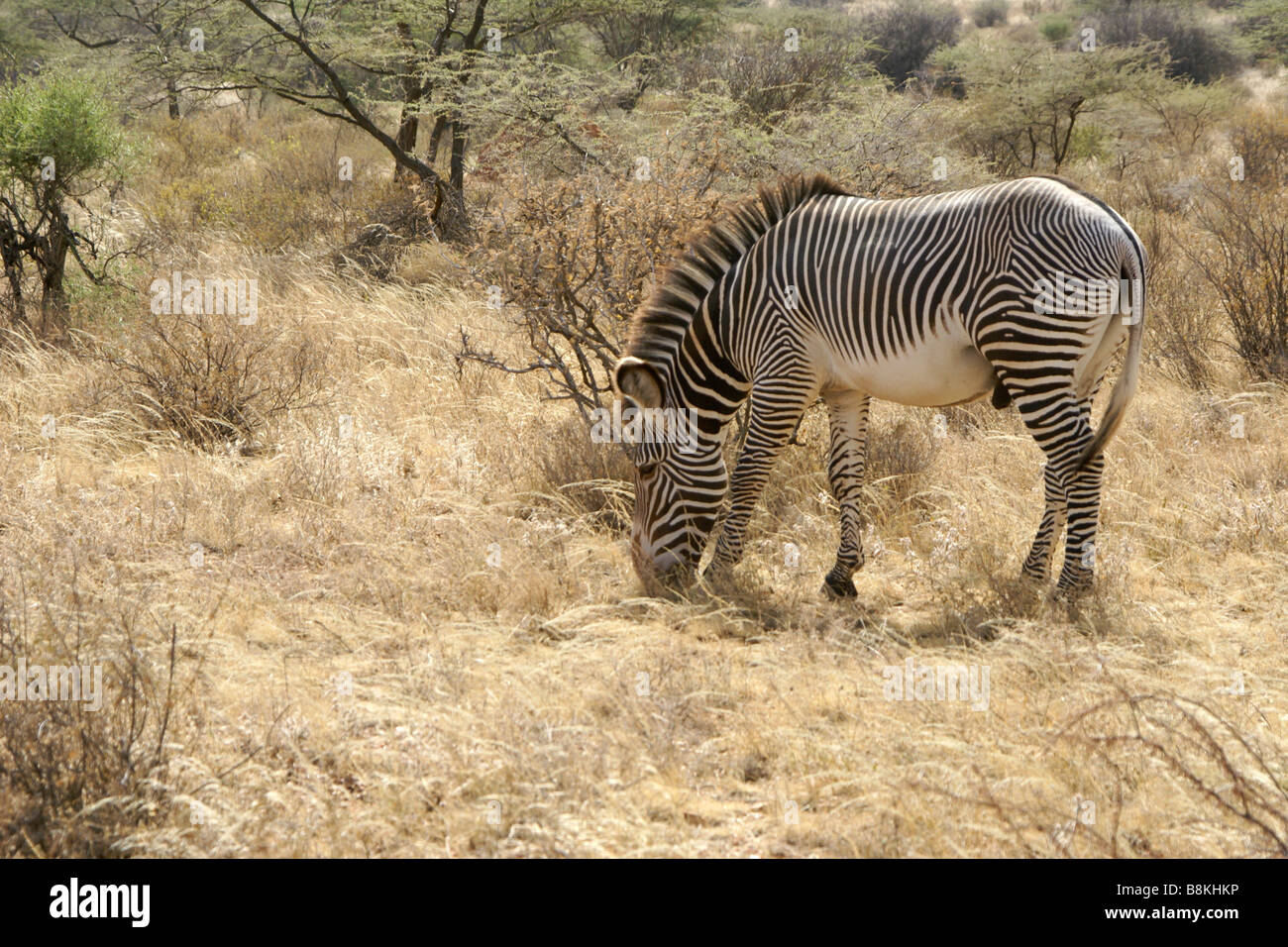 Kenyan zebra hi-res stock photography and images - Alamy