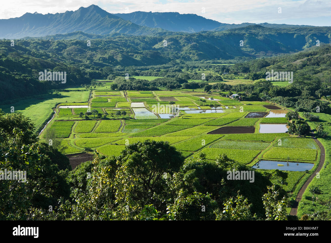 Taro fields along the Hanalei River North Kauai Hawaii USA Stock Photo ...