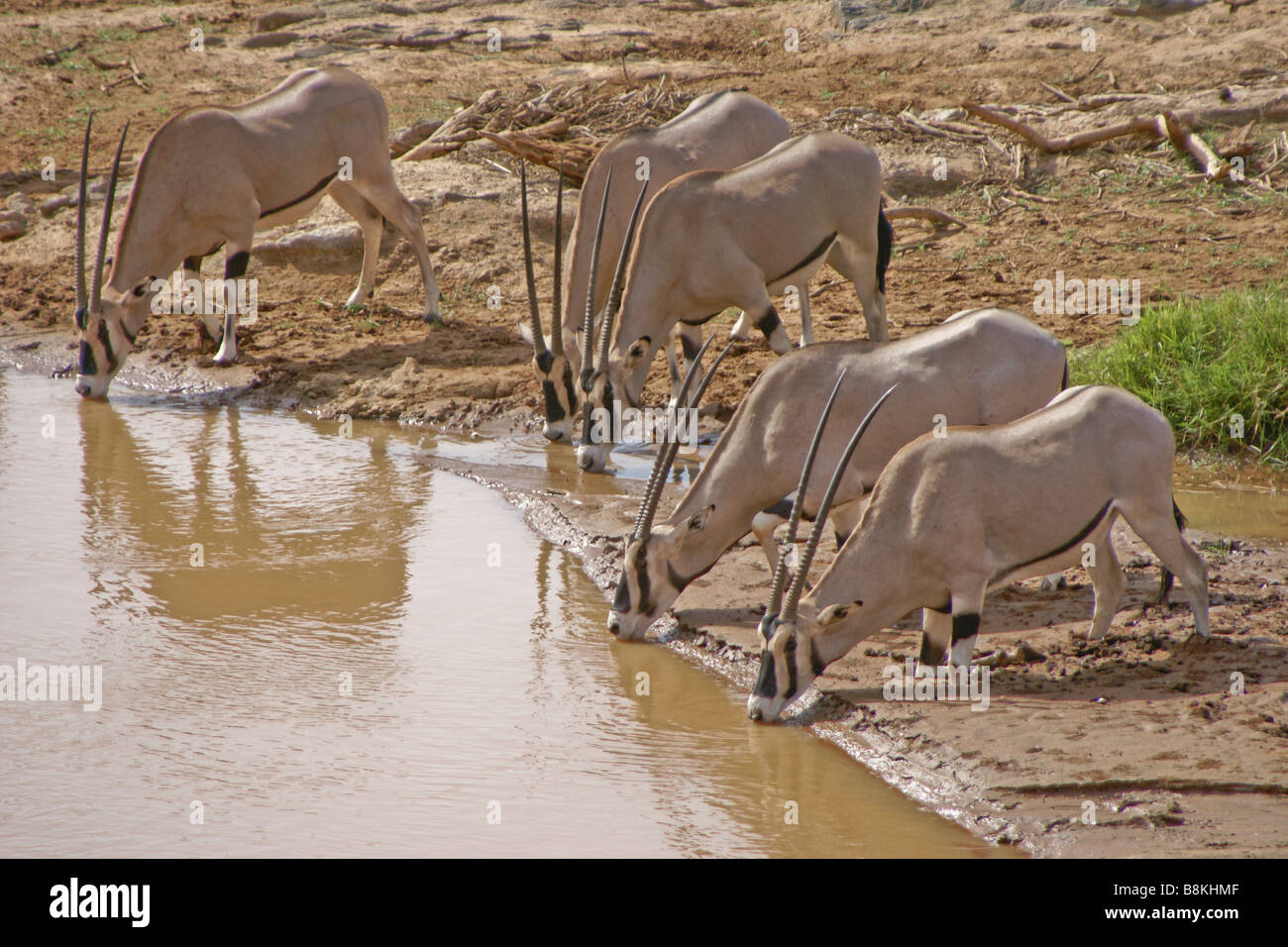 Beisa oryx drinking from river, Samburu, Kenya Stock Photo - Alamy