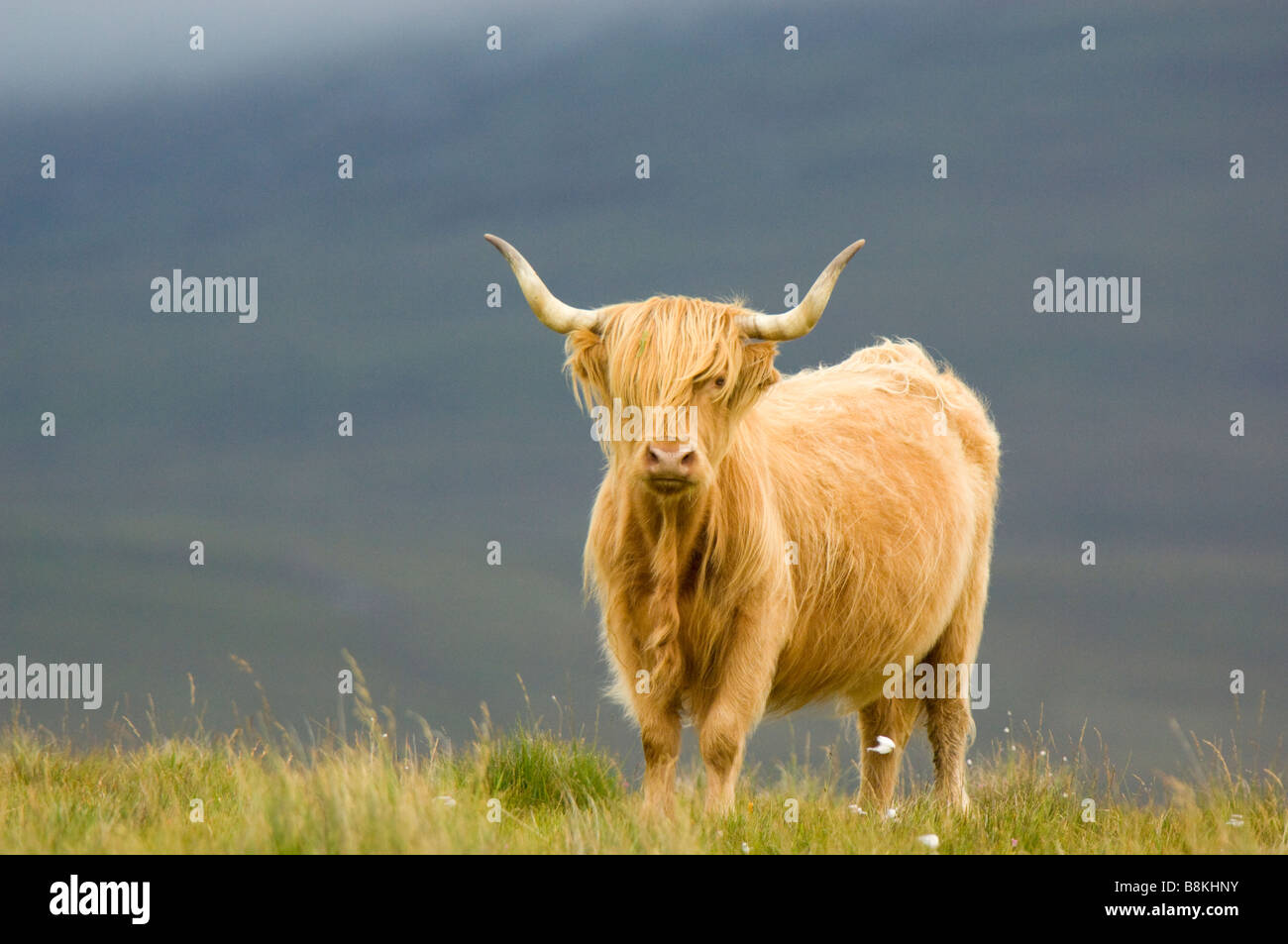 Female highland cow hi-res stock photography and images - Alamy