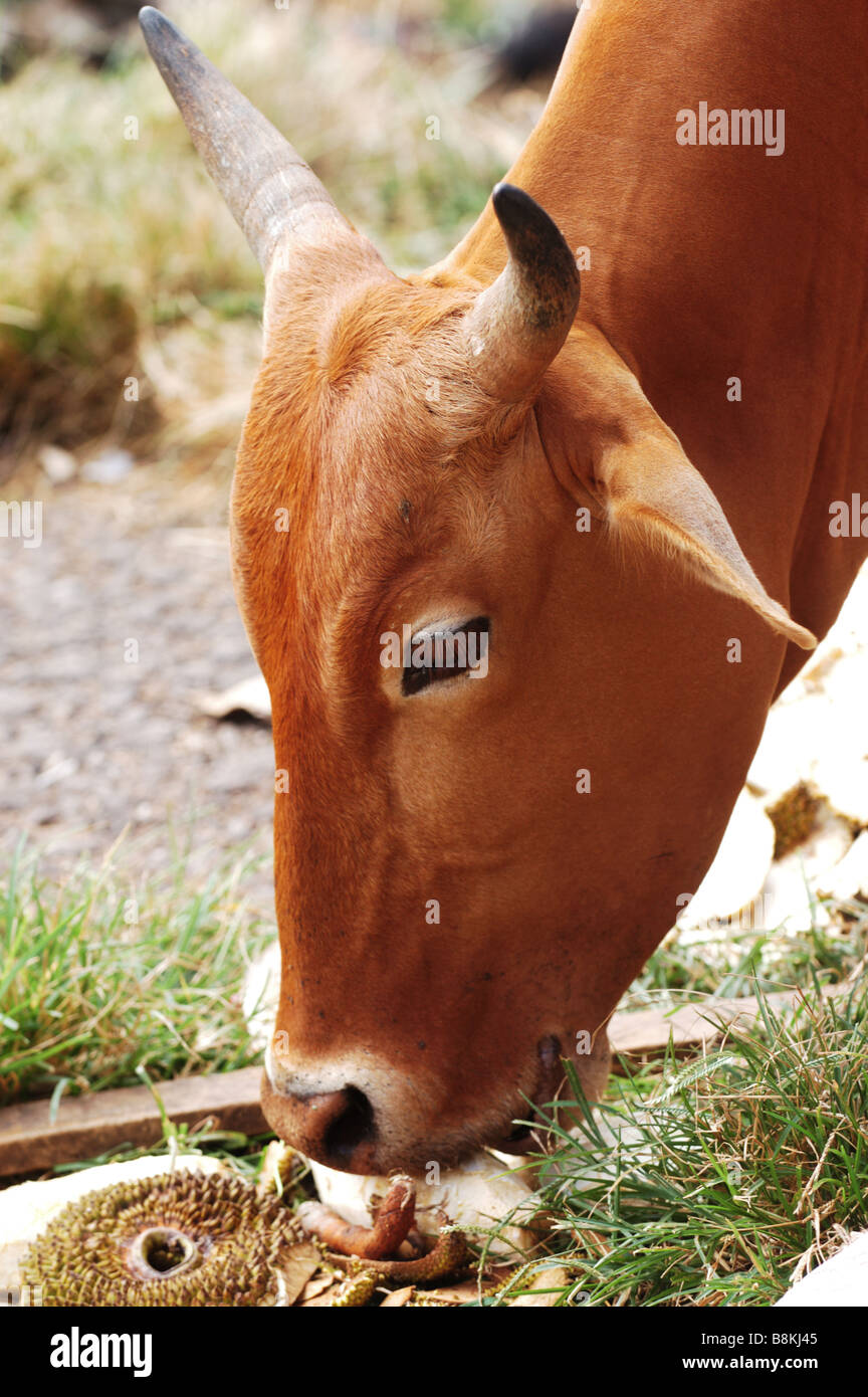 animal, cow, natur Stock Photo - Alamy