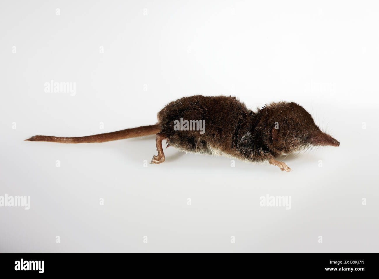 Common shrew (sorex araneus) hi-res stock photography and images - Alamy