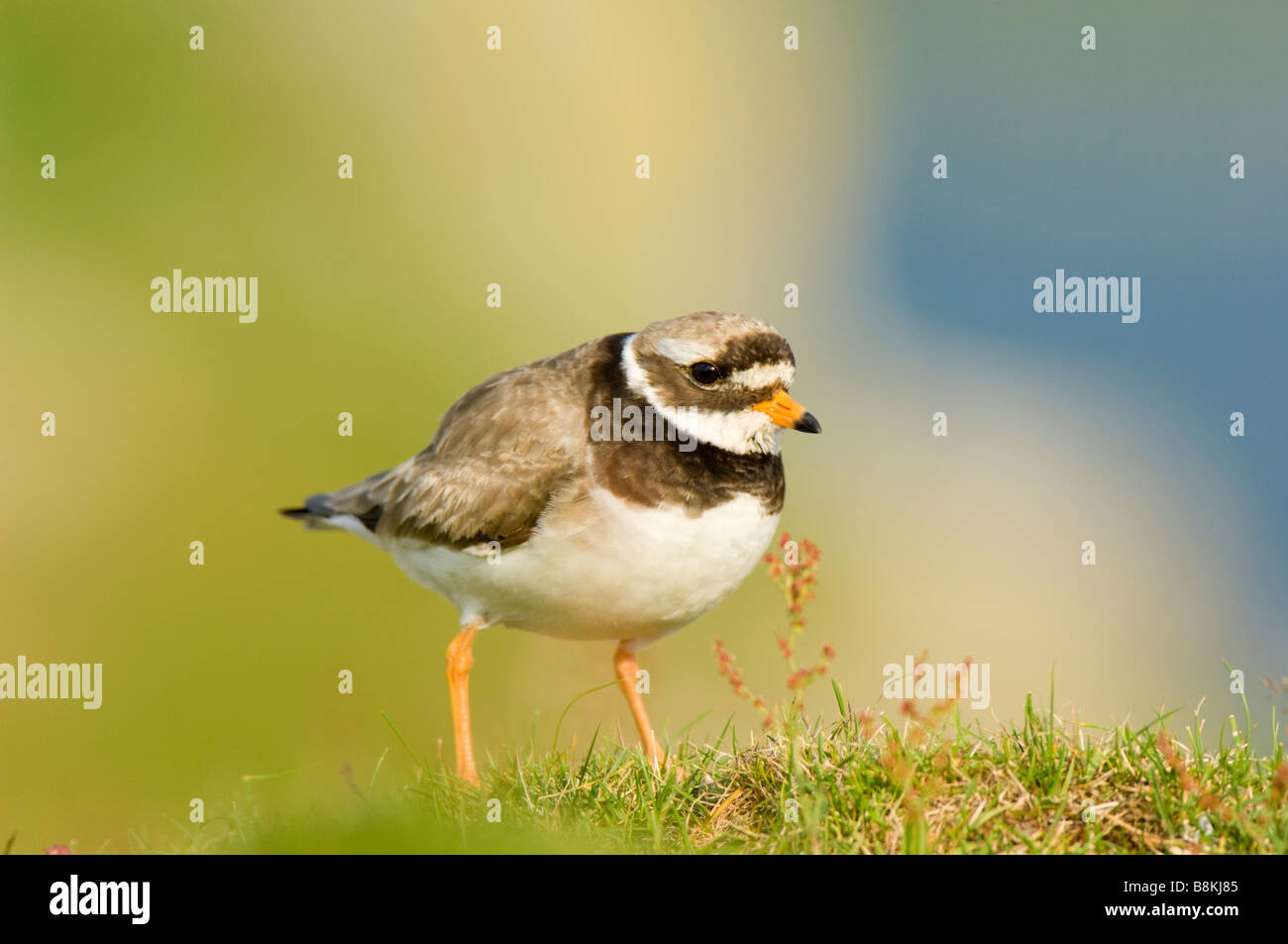 Ringed Plover, Charadrius hiaticula, on the Isle of Jura, Scotland ...