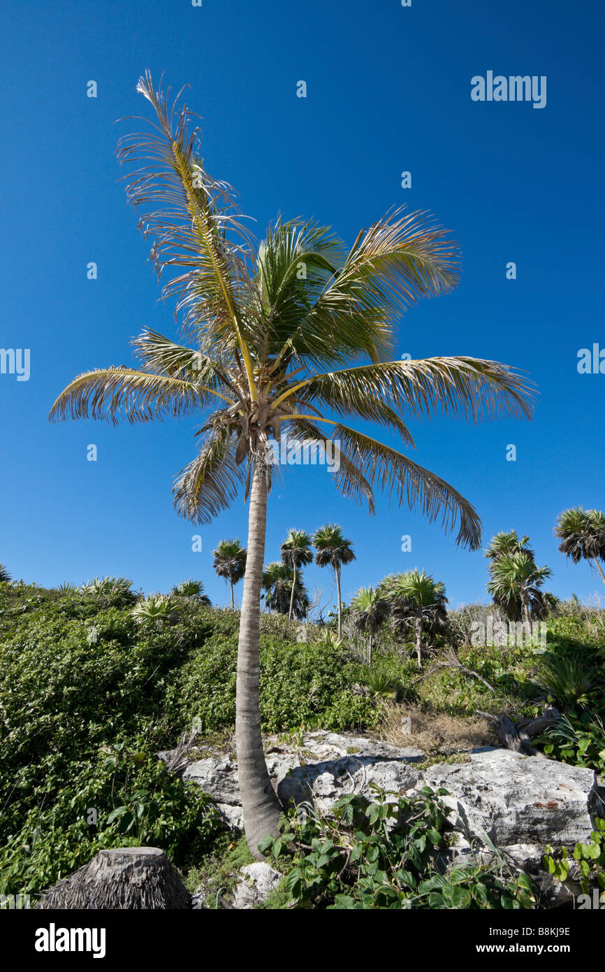 Palm rock hi-res stock photography and images - Alamy