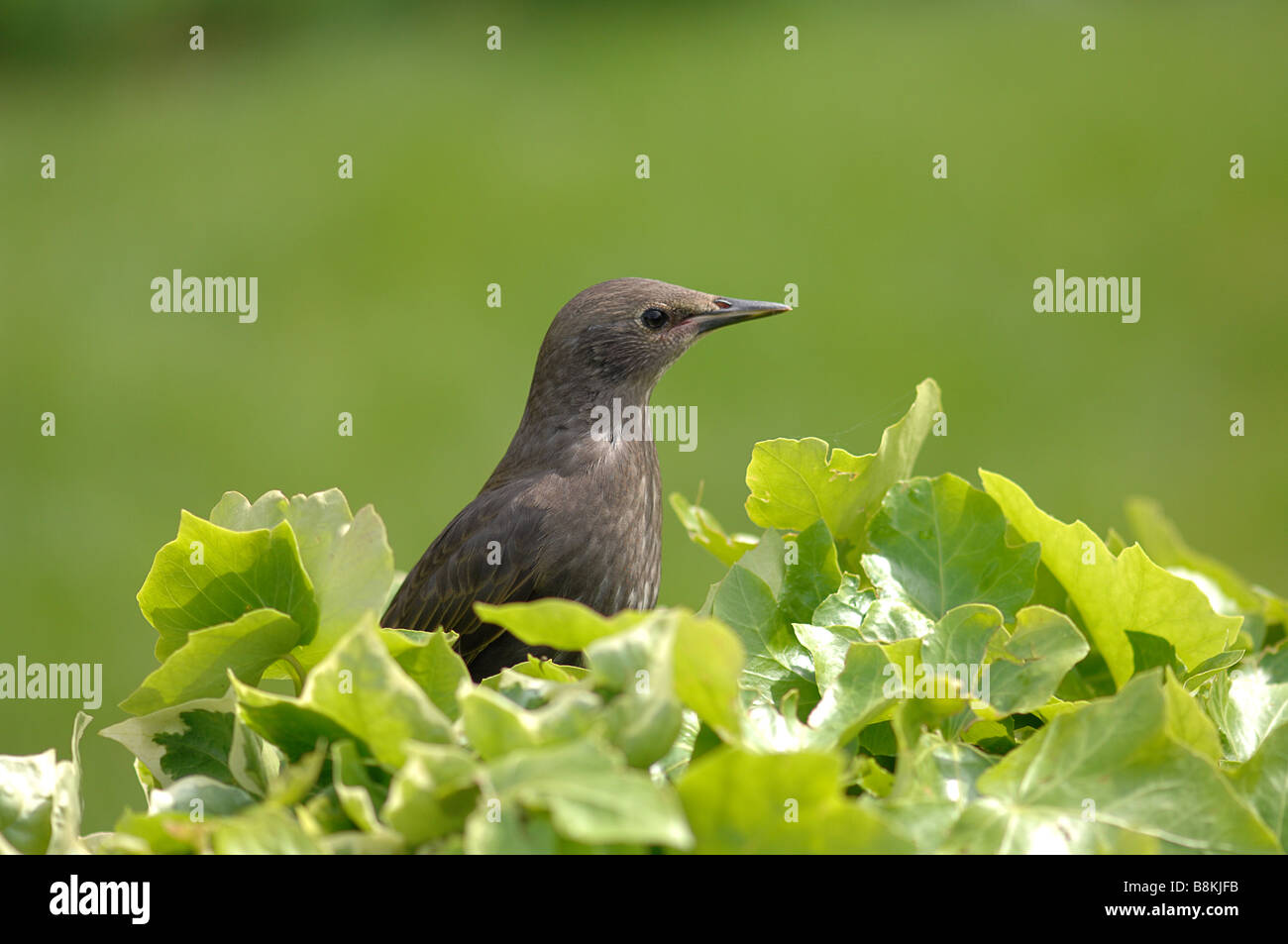 Young bird in bushes Stock Photo - Alamy