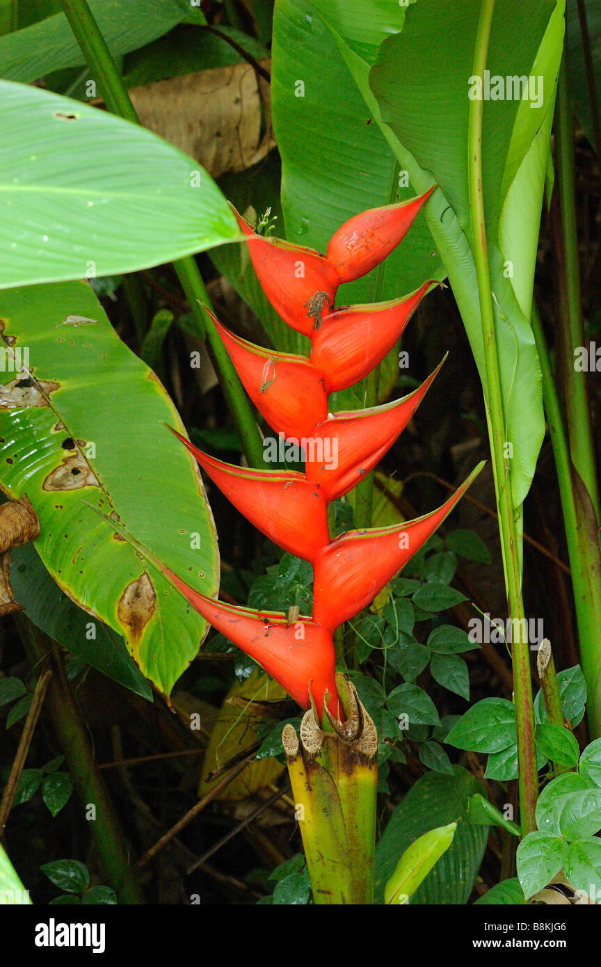 Heliconia bihai hi-res stock photography and images - Alamy
