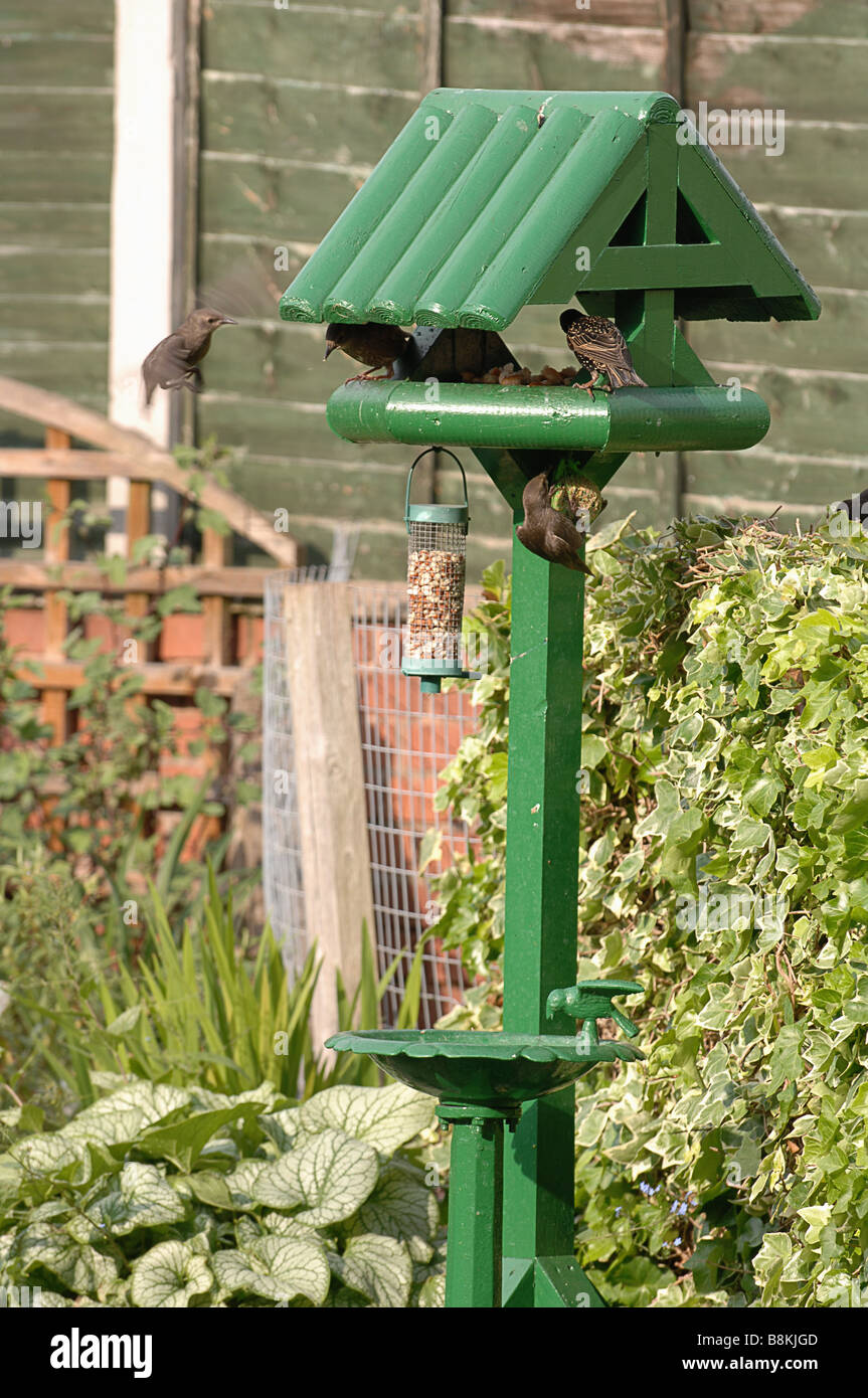 Birds feeding on a bird table Stock Photo - Alamy